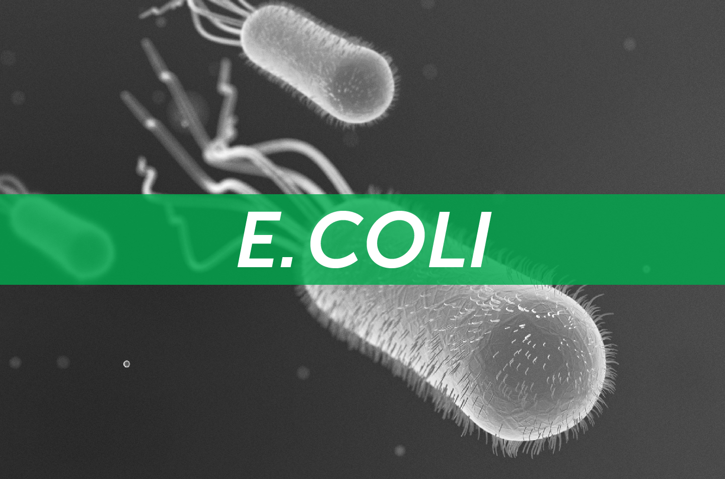 Comprendre la bactérie E. Coli – Bio-K+